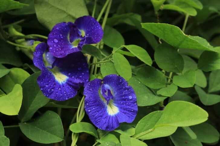 How to Grow and Raise Beautiful Butterfly Peas