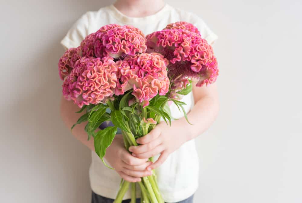 Growing Cockscomb: How to Plant the Most Beautiful Vegetable Out There