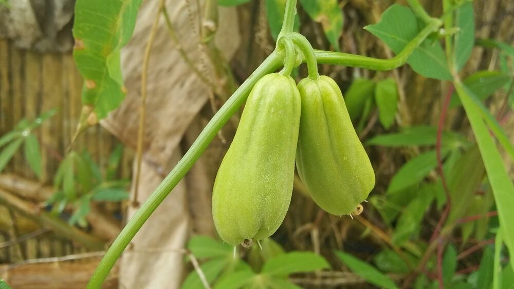 19 Edible Climbing and Vining Plants for Vertical Gardens