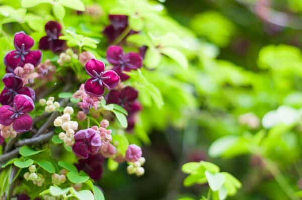 19 Edible Climbing and Vining Plants for Vertical Gardens