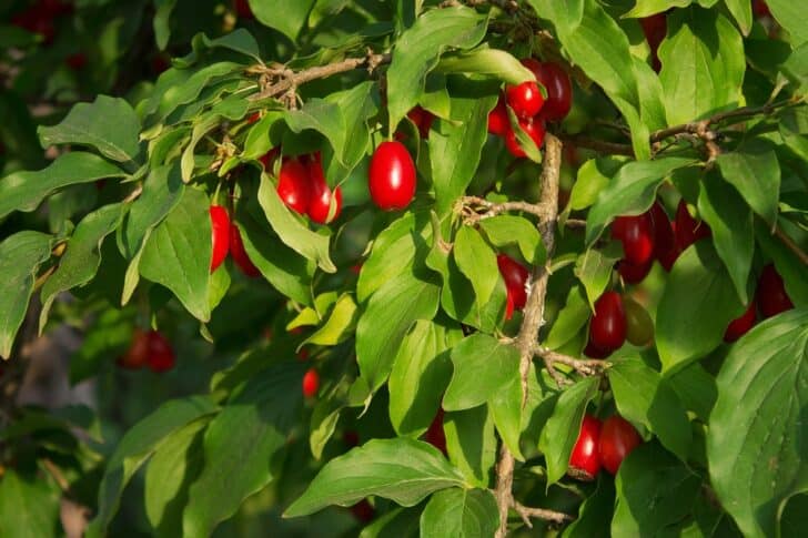How to Grow Dogwood Trees for Magnificent Fruit and Flowers