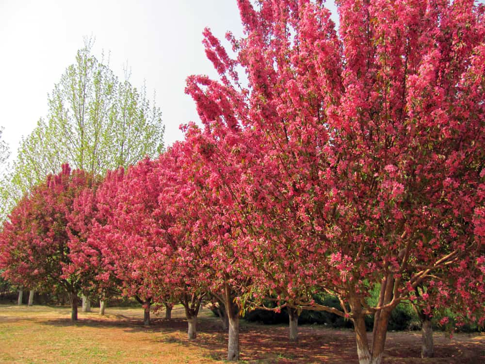 Your Essential Guide to Growing Crabapples