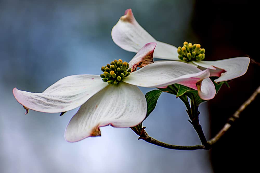 How to Grow Dogwood Trees for Magnificent Fruit and Flowers