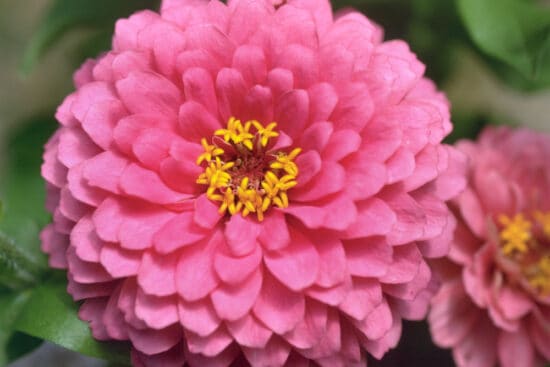 How to Plant and Grow Zinnia Flowers in Your Garden
