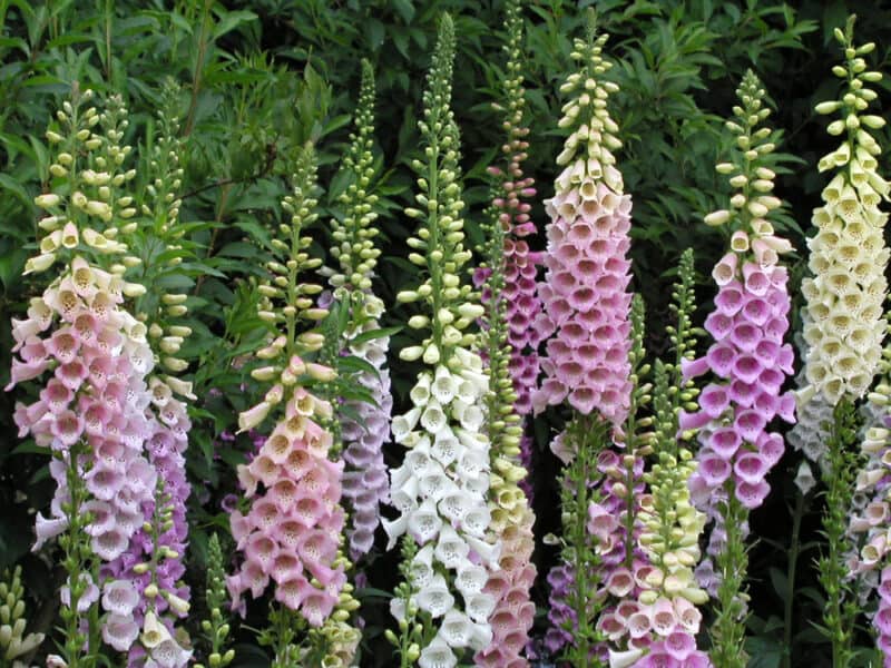 20 Spectacular Self-Seeding Perennials