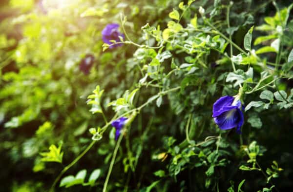 How to Grow and Raise Beautiful Butterfly Peas