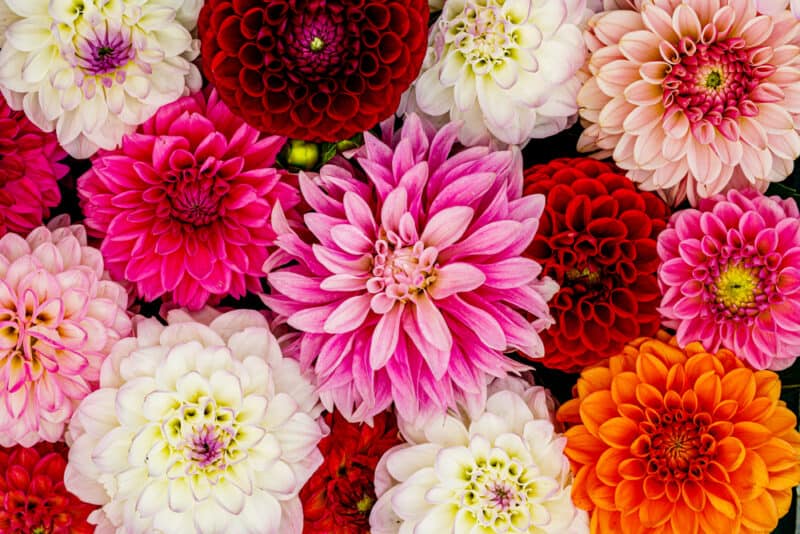 Growing Stocks: How to Care for These Heavenly Flowers