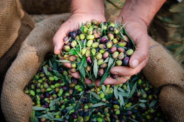 How to Grow, Care, and Harvest Olive Trees