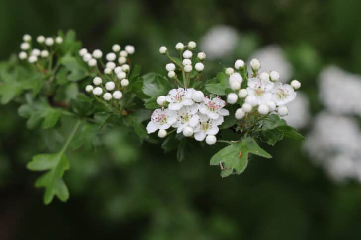 Growing Hawthorns: How to Plant and Raise Crateagus Trees