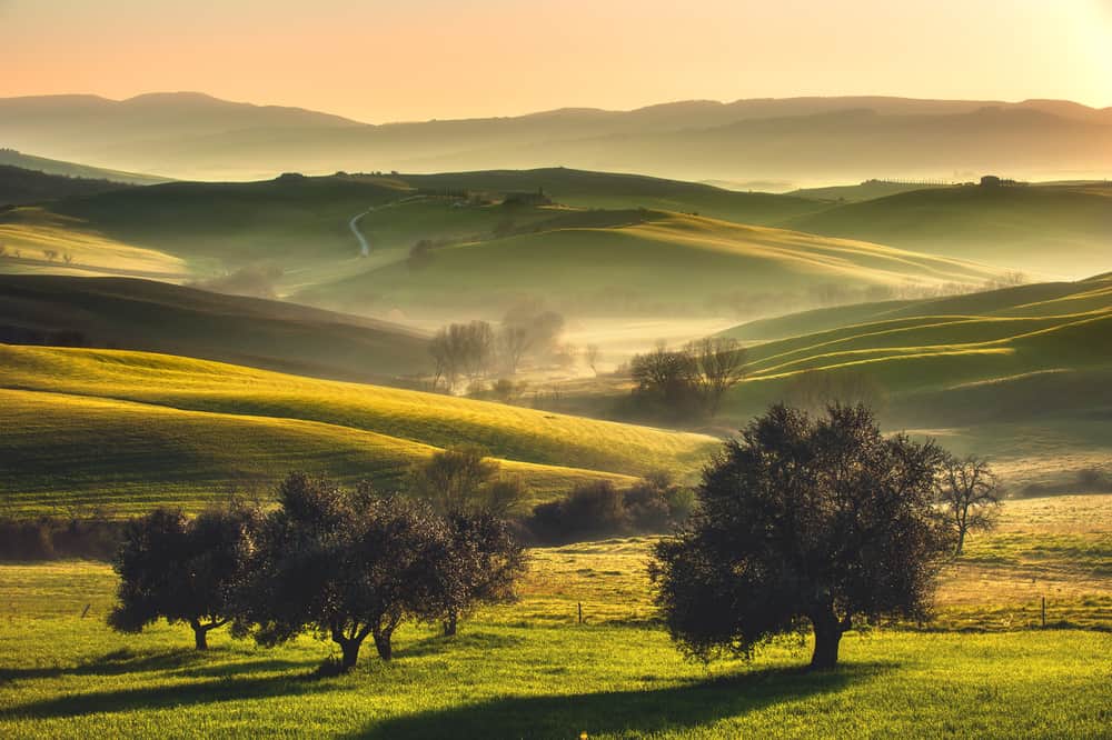 How to Grow, Care, and Harvest Olive Trees