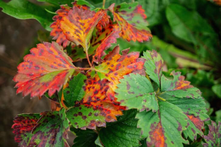10 Common Strawberry Diseases How to Deal With Them