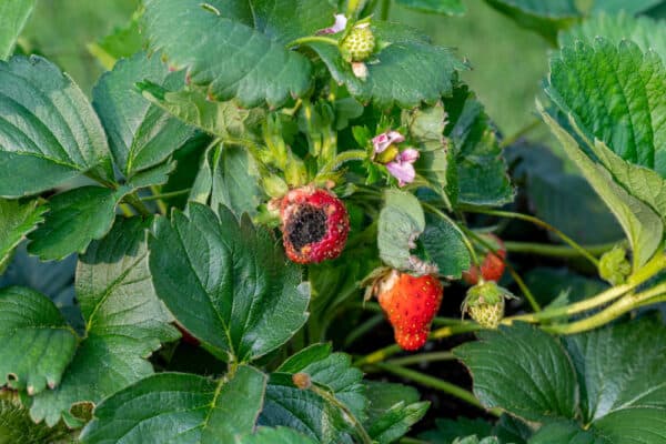 10 Common Strawberry Diseases How to Deal With Them