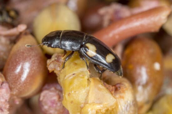 The 19 Most Common Strawberry Plant Pests and Diseases