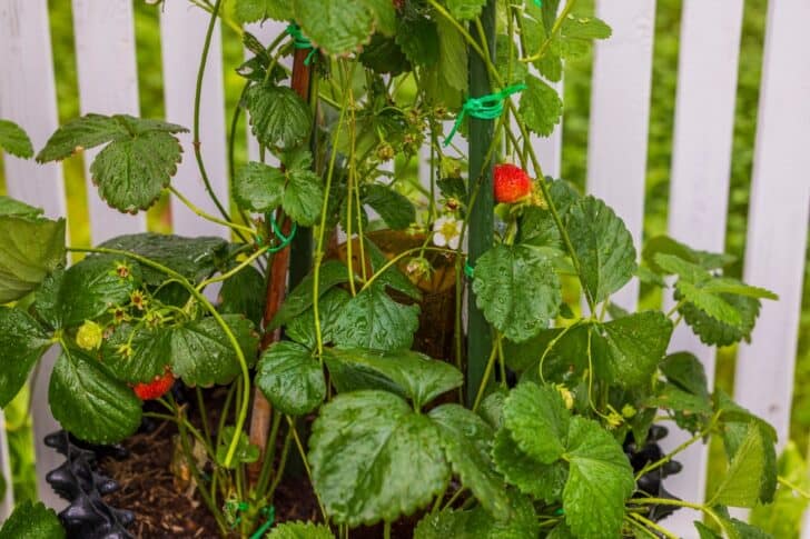 19 Edible Climbing and Vining Plants for Vertical Gardens