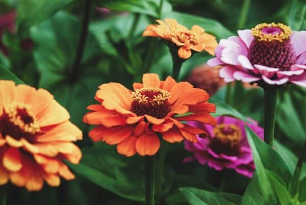 How to Plant and Grow Zinnia Flowers in Your Garden