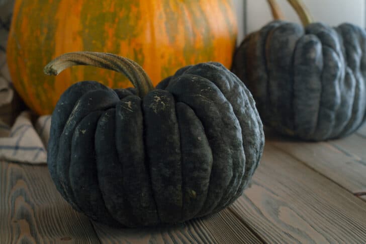 20 Unusual Pumpkin Varieties to Cultivate at Home