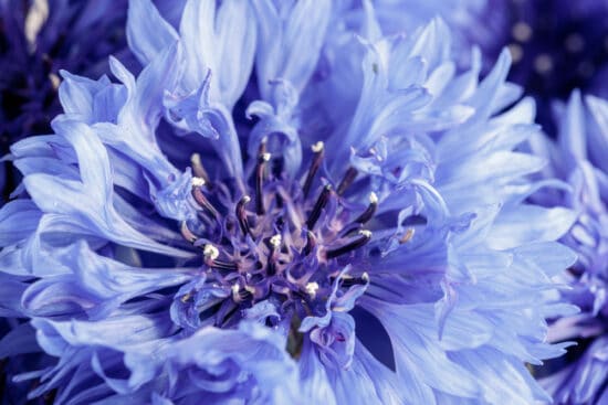 Bachelor's Buttons: How to Grow and Take Care of These Wildflowers