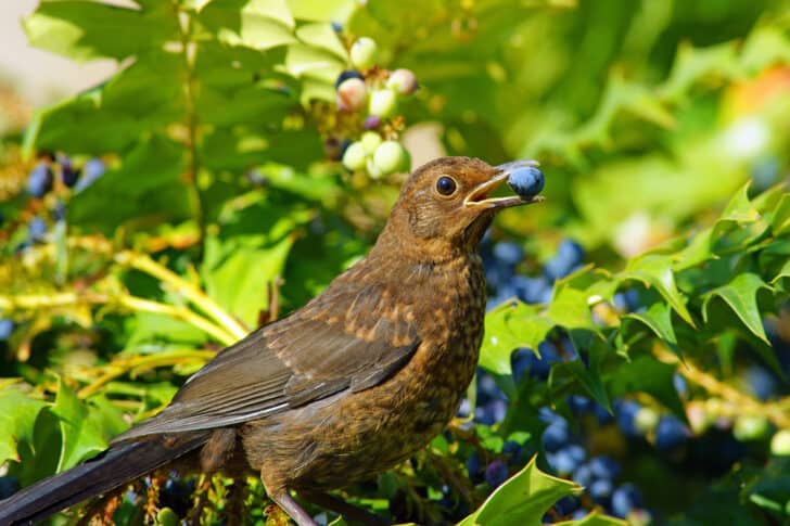6 Clever Methods to Protect Berries From Birds