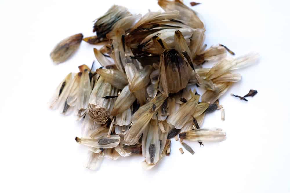 How to Breed Dahlias From Seed to Save Money and Grow New Kinds