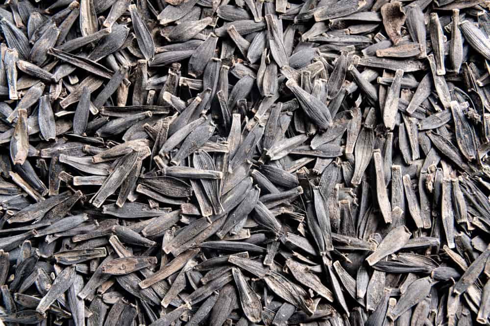 How to Breed Dahlias From Seed to Save Money and Grow New Kinds