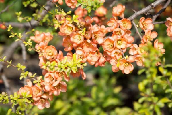 How to Plant and Grow Quince Fruit Trees