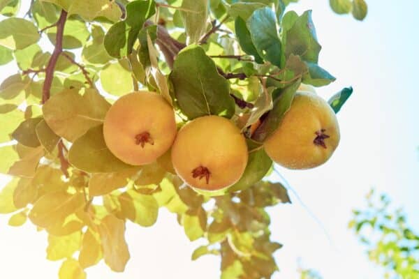 How to Plant and Grow Quince Fruit Trees