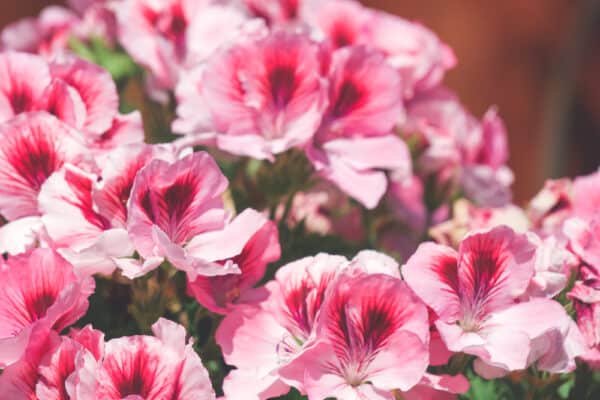 Geranium: How to Grow and Care for This Summer Favorite