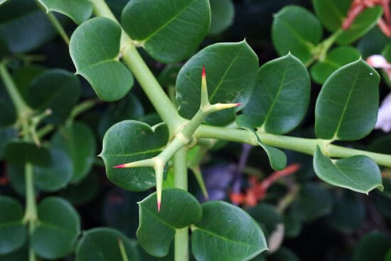 Natal Plum: How to Grow and Raise This Tasty Ornamental Shrub