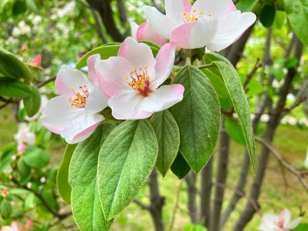 How To Plant And Grow Quince Fruit Trees How To Plant And Grow Quince Fruit Trees