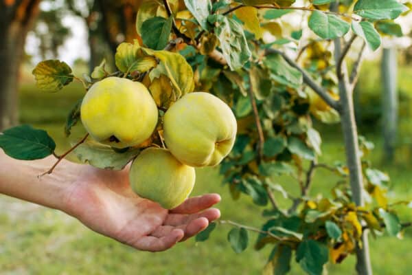 How to Plant and Grow Quince Fruit Trees