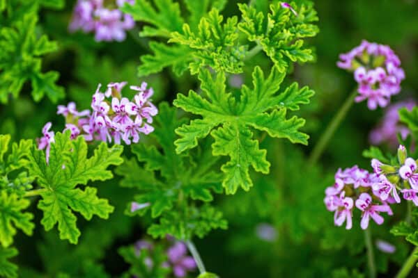 Geranium: How to Grow and Care for This Summer Favorite