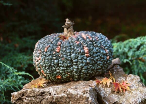 20 Unusual Pumpkin Varieties to Cultivate at Home