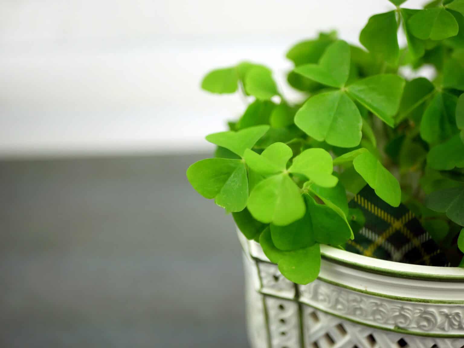 All You Need to Know About Growing Gorgeous Oxalis Plants