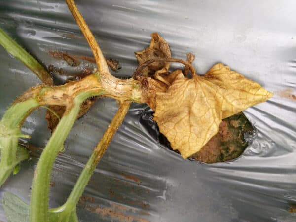 13 Pumpkin Plant Diseases That Can Kill Your Fruits