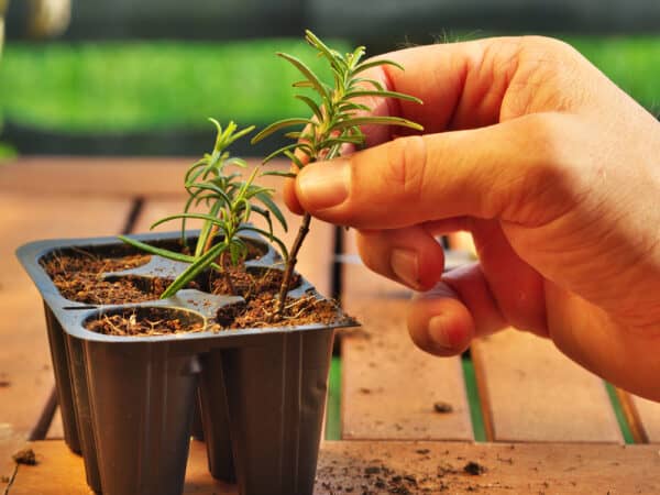 Plant Cuttings: The Easy and Free Way to Propagate Your Plants