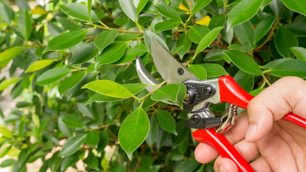 Plant Cuttings: The Easy and Free Way to Propagate Your Plants