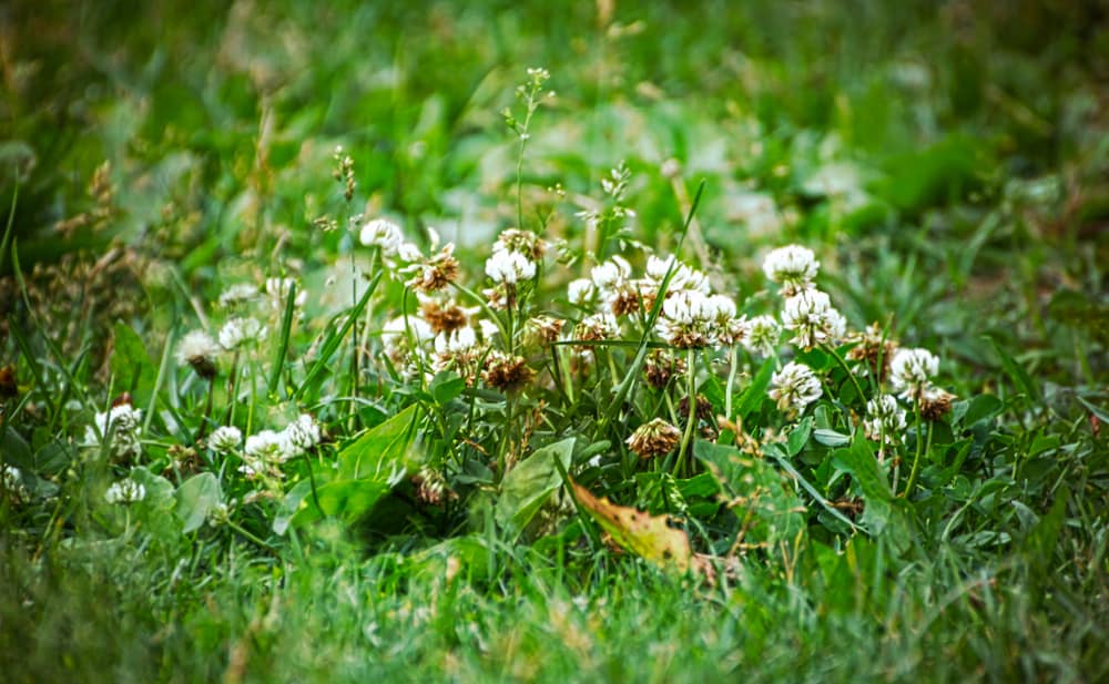 Why and How to Plant an Eco-Friendly Clover Lawn