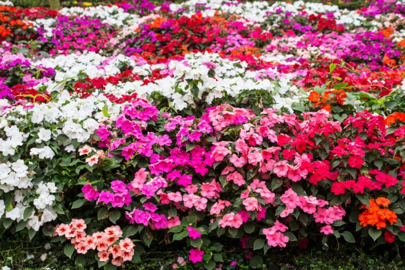 Growing Impatiens: How to Raise These Shade-Loving Beauties