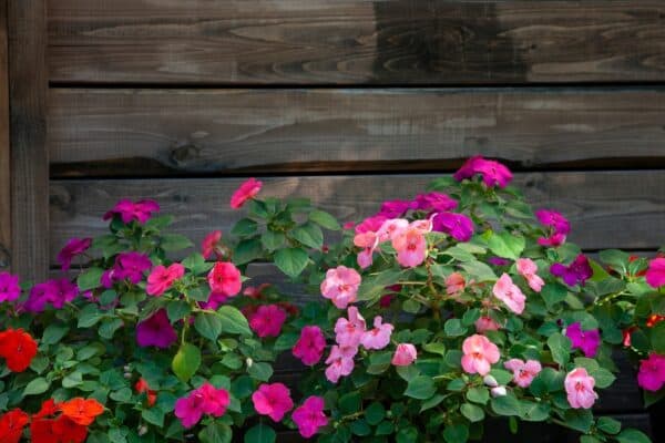 Growing Impatiens: How to Raise These Shade-Loving Beauties
