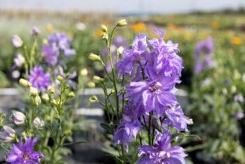 How to Grow Delphiniums to Add English Charm to Your Garden