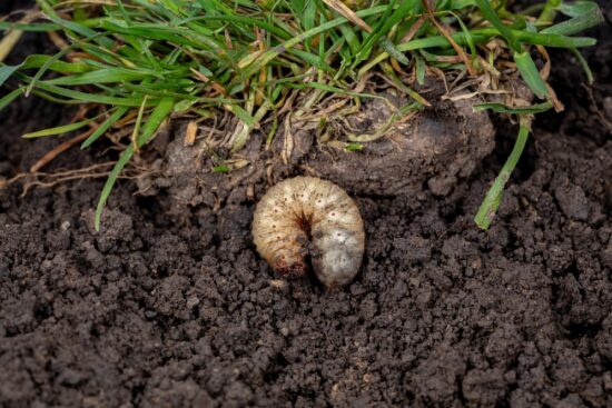 White Grubs: How to Identify and Control This Garden Pest
