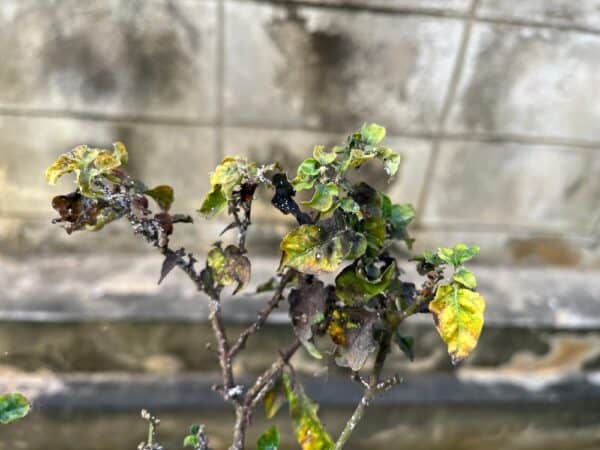 What is Curly Top Virus and How is it Treated?