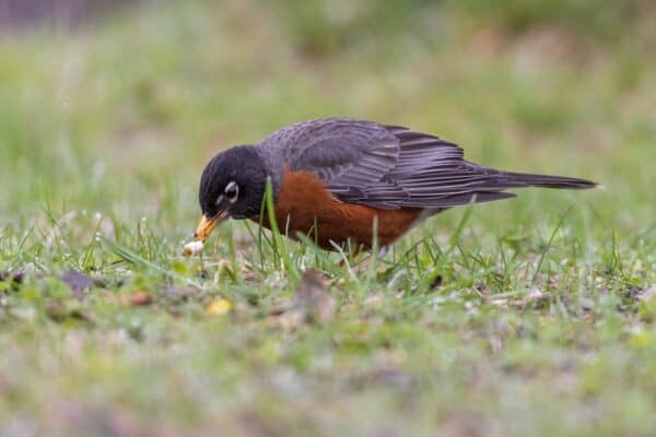 Will Grub Killer Harm Birds