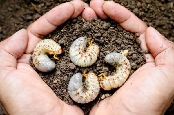 White Grubs: How to Identify and Control This Garden Pest