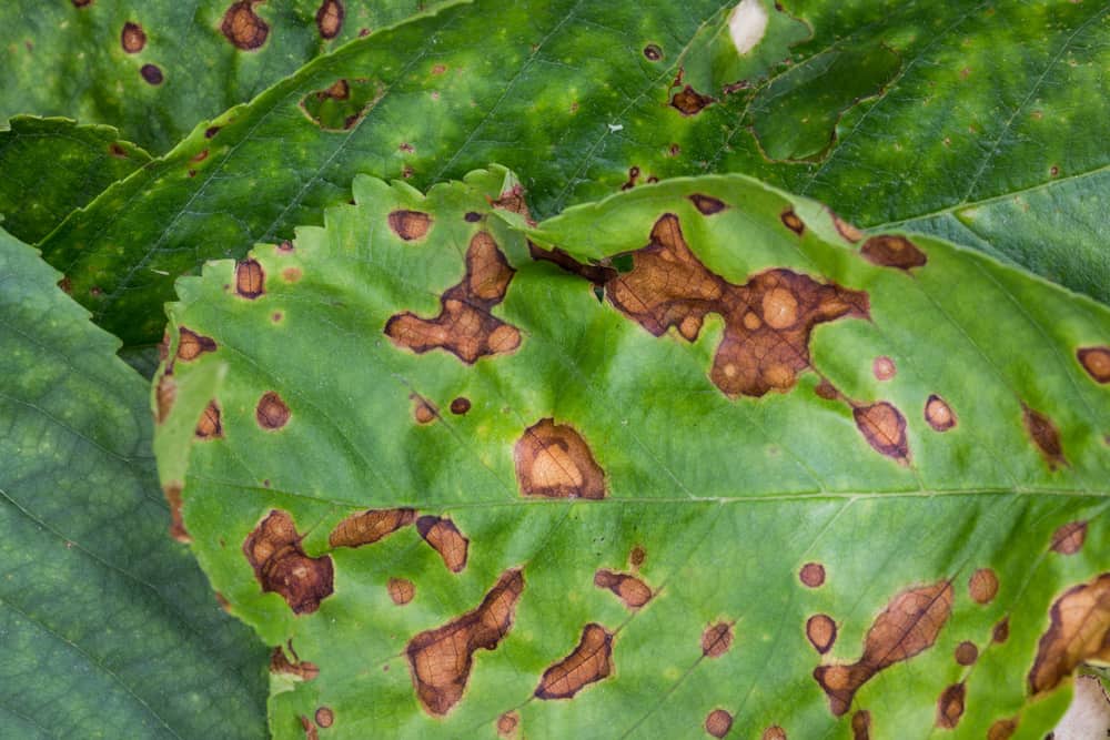 15 Serious Peach Tree Pests and Diseases You Should Know About