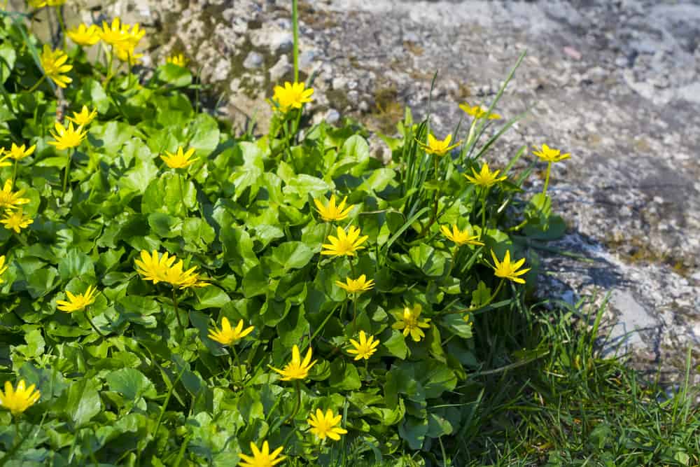 Growing Ranunculus for Versatile Beauty in the Garden