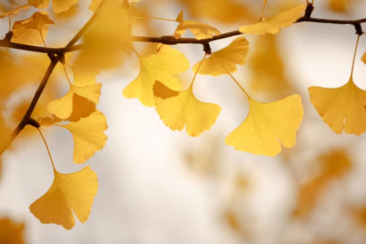Growing Ginkgo: How to Plant and Raise This Magnificent Tree