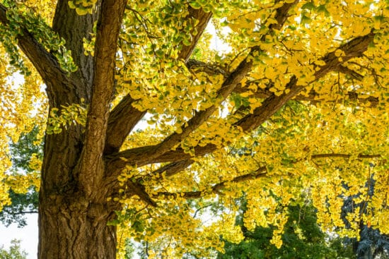 Growing Ginkgo: How to Plant and Raise This Magnificent Tree