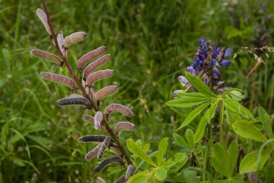 The Complete Guide to Growing and Caring for Monkshood
