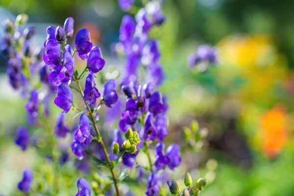 The Complete Guide to Growing and Caring for Monkshood